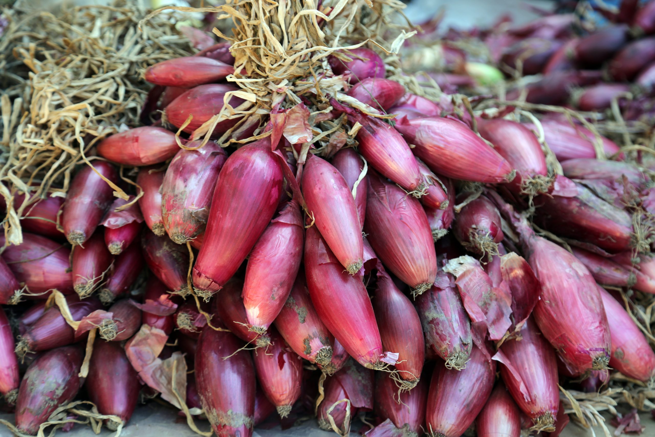 ECHALOTES TRADITIONNELLE VRAC | Ferme de Creac'h Glaz